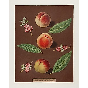 [Peach] Chancellor Peach; Catherine Peach; Old Newington Peach