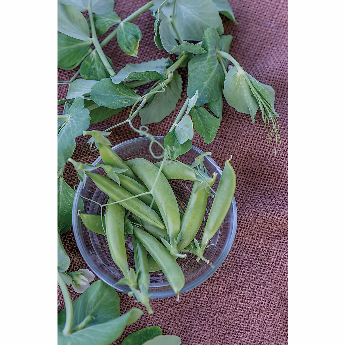 Burpee Little SnapPea Pea Seeds 200 seeds