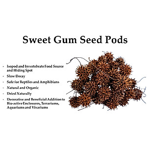 Sweet Gum Tree Seed Pods for Reptiles, Amphibians, Isopds, Terrarium, Bioactive Enclosures, 20 Count of Large 1" - 1.5" Natural and Organic Hand Collected Spikey Balls