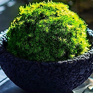 100Pcs/Pack Moss Seeds Home DIY Bonsai Decoration Grass Seeds Potted Plants Seeds