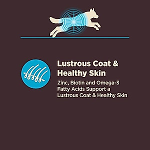 Wellness CORE Digestive Health Dry Dog Food with Wholesome Grains, Highly Digestible, for Dogs with Sensitive Stomachs, Made in USA with Real Protein (Whitefish & Brown Rice, 4-Pound Bag)