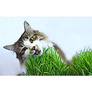 Cat Grass Seeds by Perfect Plants - 1lb. Bag - Guaranteed to Grow Non-GMO Wheat Grass Seed