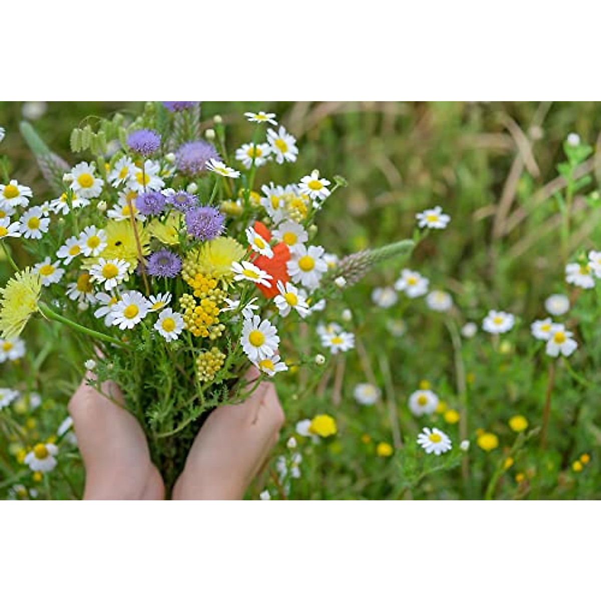 Perennial Wildflower Mix, 600+ Flower Seeds Per Packet, (Isla's Garden Seeds), Blend of 17 Various Perennial Wildflowers, Non GMO & Heirloom Seeds