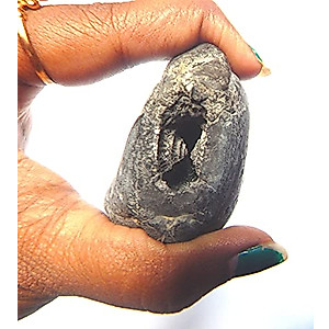 XUETZALCOATL Adwaitya Narsimha Maha Vishnu Shaligram Nepal Kali Gandaki