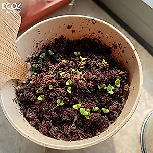 ECOgardener Herb Garden Kits - Indoor Herb Garden Kits - Herb Seed Kits for Indoor Gardening - Window or Kitchen Herb Garden Kits - 5 Pack + 2 Bonus Herbs