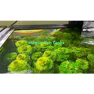 Marcus Fish Tanks Green Cabomba Caroliniana Easy Live Aquarium Plants for Aquatic Freshwater Fish Tank BUY2GET1FREE