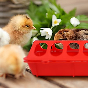 Dispenser Pigeon Dish 3pcs Bird Feeder Trough Pigeon Feeding Dish Quail Feeder Trough Food for Breeding Farming (Assorted Color) Small Feeder Poultry