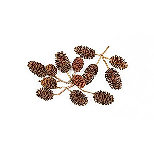 Nature Aquascapes Alder Cones for Shrimps and Fish, 0.5-1.0 inch in Size, Promotes Natural Habitat, Breeding, Tannin in Freshwater Aquariums, Tanks, Helps Lower pH Levels (48 Pack)