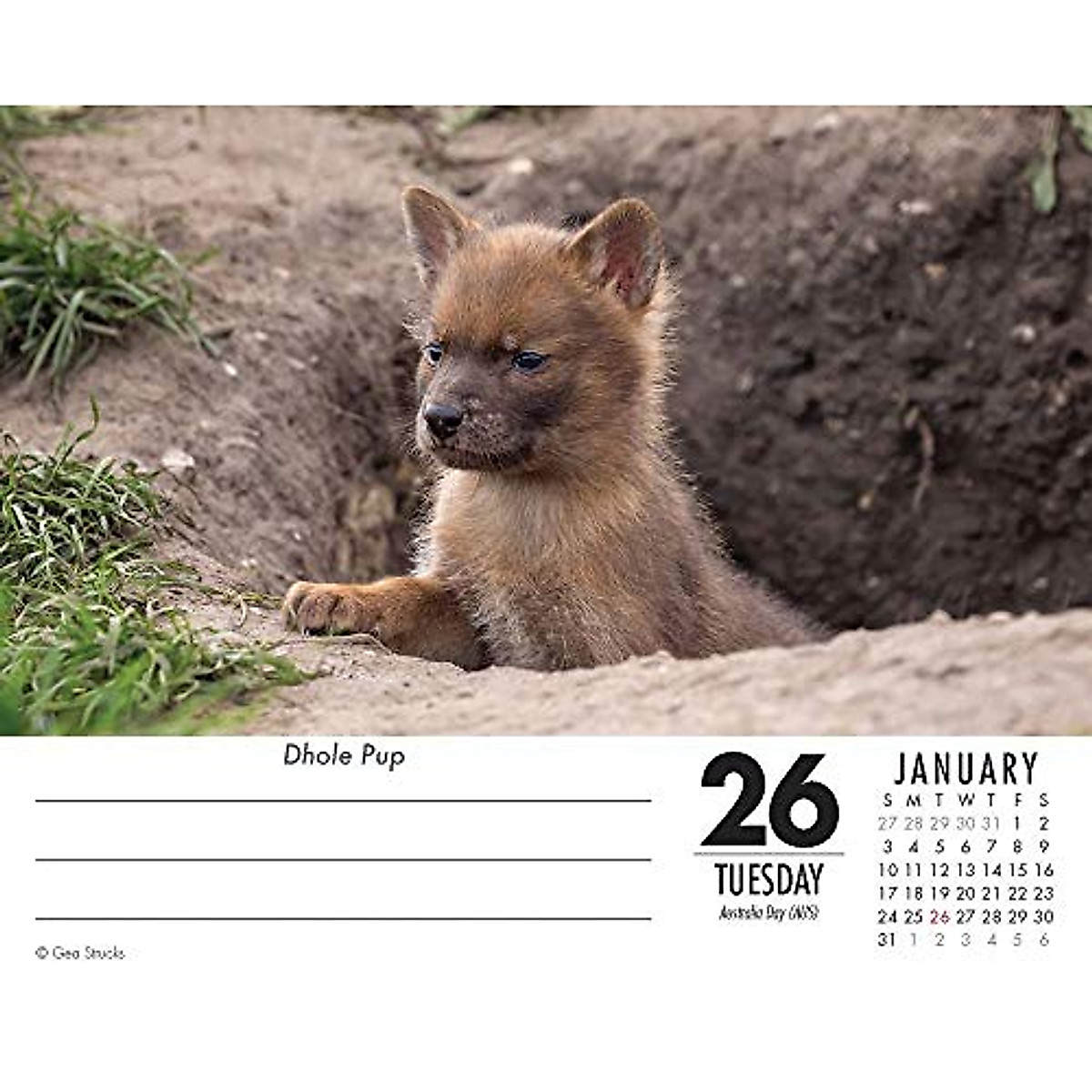 Baby Animals 2021 Box Calendar