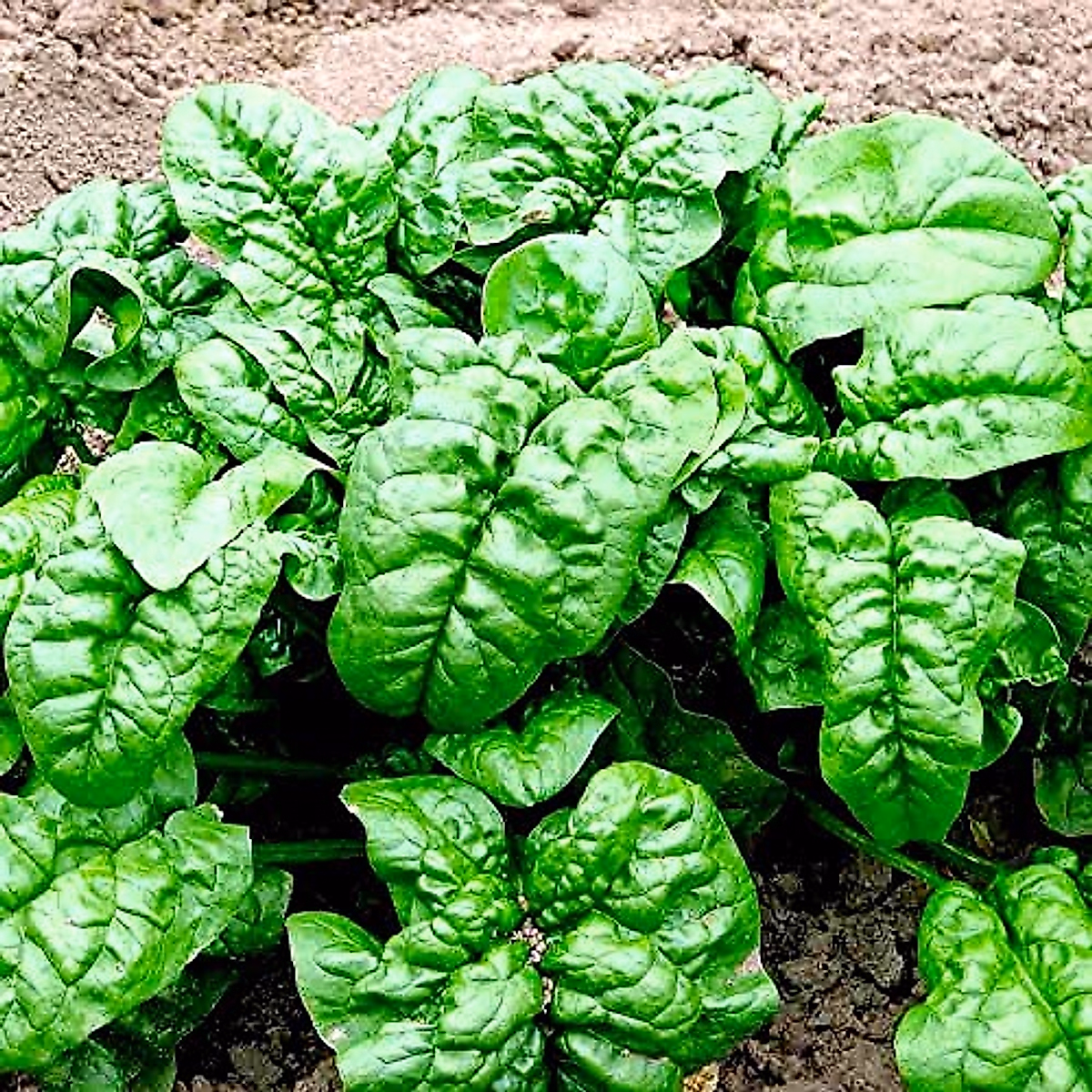 Giant Spinach Herb Garden Seeds for Planting About 100 Seeds
