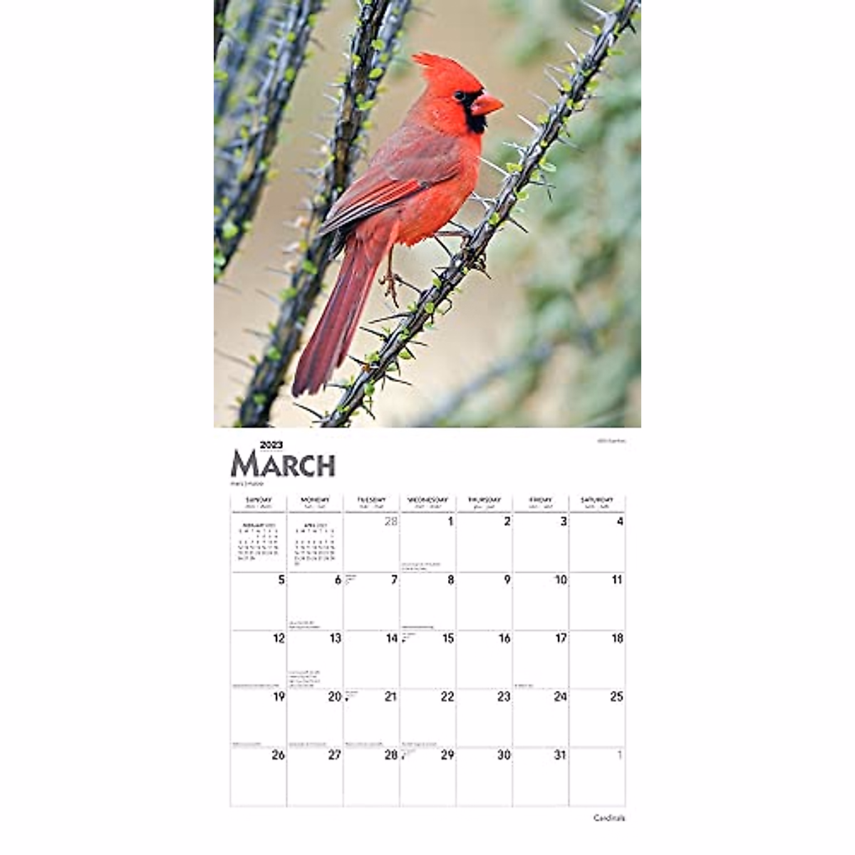 Cardinals | 2023 12 x 24 Inch Monthly Square Wall Calendar | BrownTrout | Animals Wildlife Red Birds