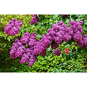 1 Purple Fashion Lilac Bushes Live Plant Fragrant 7 to 10 Inc Planting Ornaments Garden Perennials Simple to Grow Pots Gift