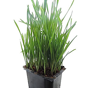 Todd's Seeds Wheatgrass Seeds; Hard Red Winter Wheat, Non-GMO, Chemical Free, High Germination (1/4 Pound)