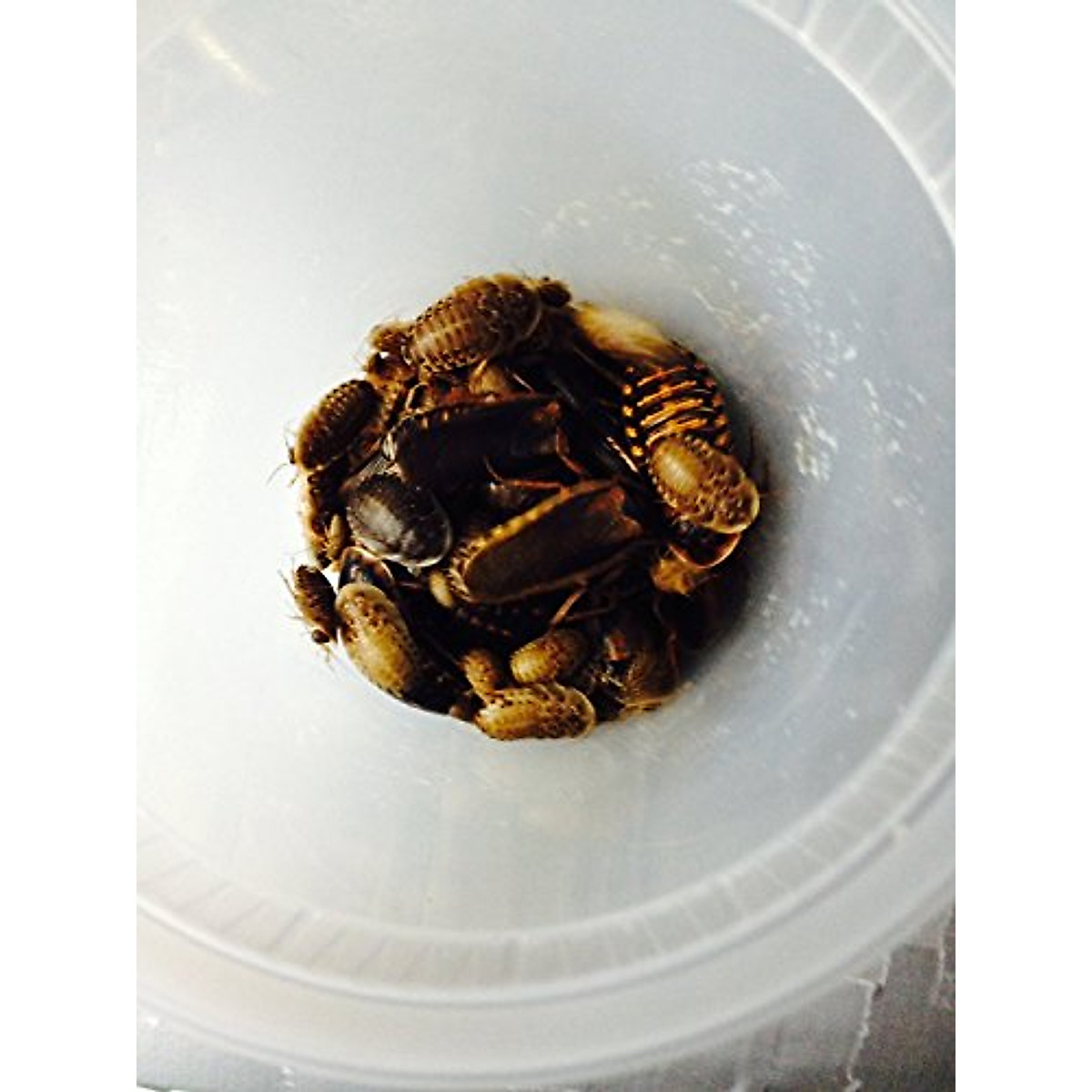 Dubia Roaches 100 Mixed Size for Feeding Reptiles by Copper Dragon's Roaches