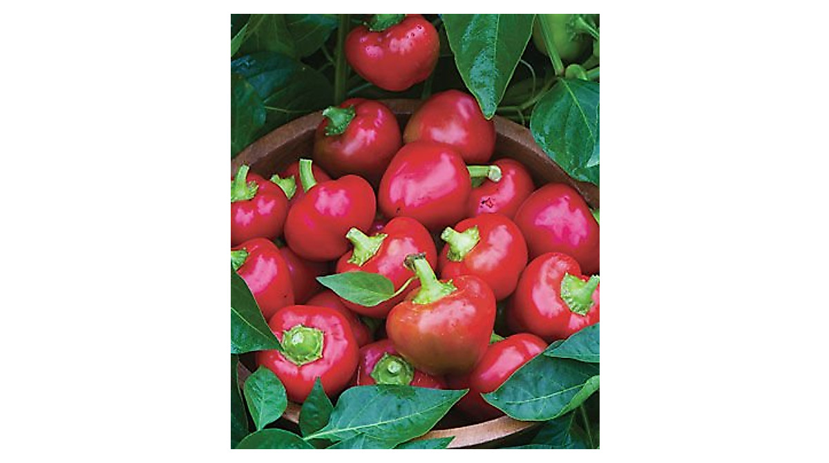 Sweet Red Cherry Pepper Seeds for Planting, 25+ Heirloom Seeds Per ...