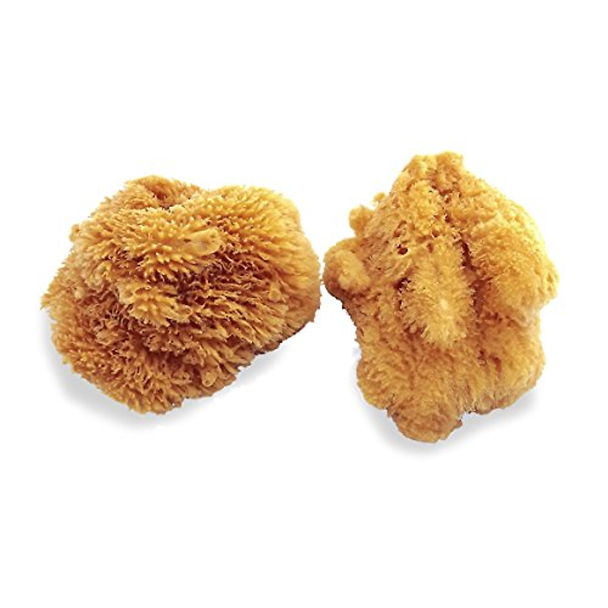 Natural Sea Sponges for Artists - Unbleached 5"-5.5" 2pc Value Pack: Great for Painting Decorating Texturing Sponging Marbling Effects Faux Finishes Crafts & More