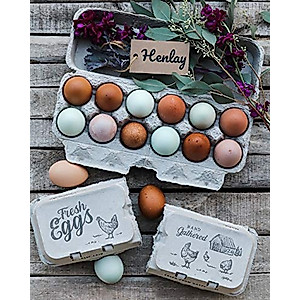 Half Dozen Empty Egg Cartons- 15 Full Dozen Can Split to 30 Half Dozen Size Cartons- Securely Holds 6 or 12 Extra Large Eggs