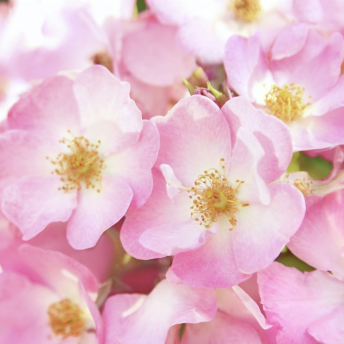 Weleda Renewing Night Face Cream, 1 Fluid Ounce, Plant Rich Moisturizer with Wild Rose, Peach Kernel and Sweet Almond Oils