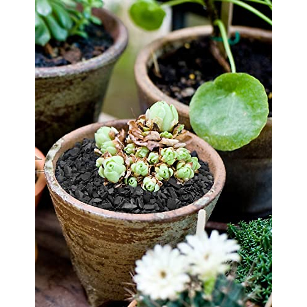 Organic Horticultural Charcoal, 100% All Natural Hardwood Charcoal, Activated Plant Charcoal for Soil Amendment, Orchids, Terrariums, Indoor Plants, Planting, and Gardening, 1.5 Quarts