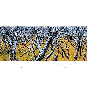 Trees (Gift Edition): Between Earth and Heaven