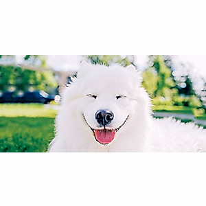 PET SUPPLEMENTS Extend Joint Care Dogs - Turmeric Joint Health for Dogs - Advanced Formula for Joints - Dog Turmeric Chews Organic - 1 Bottle (60 Tablets)