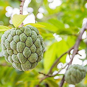 10+ Soursop Graviola Guanabana Annona Muricata Fruit Tree Seeds Fresh Tropical Fruit