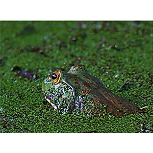 Long-Range 650mm-1300mm f/8 Telephoto Zoom Lens for Canon Digital EOS Rebel T2i, T3, T3i, T4i, T5, T5i, T6, T6i, T6s, SL1, EOS60D, EOS70D, 50D, EOS 5D, EOS1D, EOS5D III, EOS 6D, EOS 7D SLR Cameras