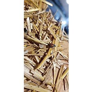 3000 Live Ladybugs - Good Bugs - (2 X 1500 Live Ladybugs) for Garden - Guaranteed Live Delivery!