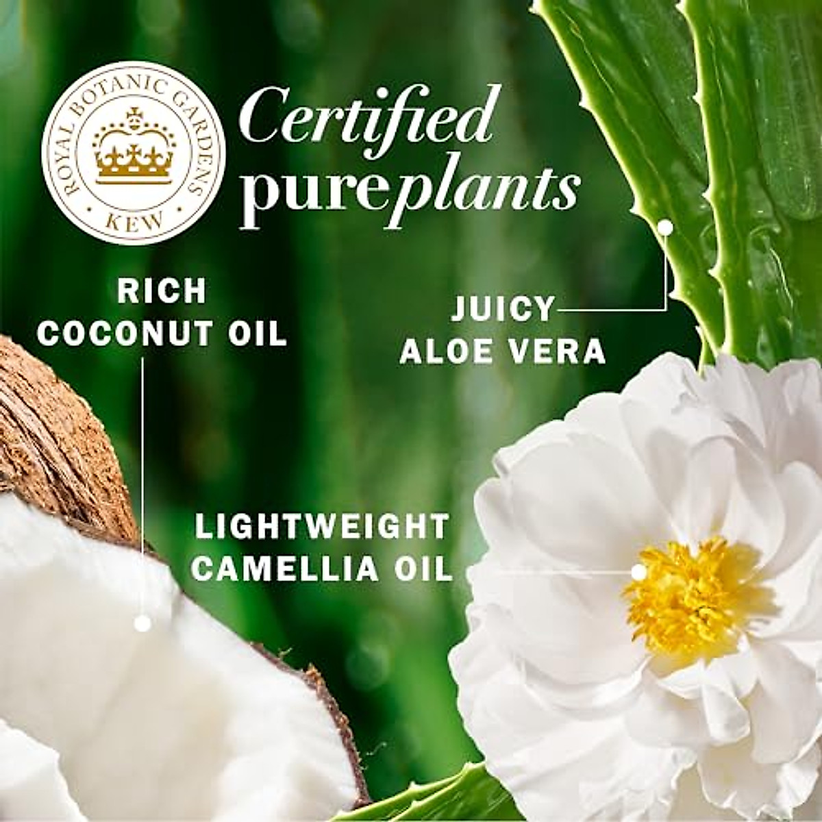 Herbal Essences Bio: Renew Coconut Milk Shampoo, 4 Count