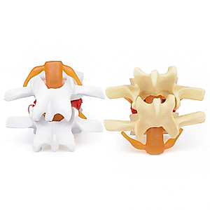 Human 1:1.5 Anatomical Lumbar Vertebral Spine Model,Vertebral Spine Anatomical for Study Eucation White Color