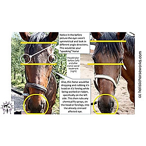 Holistic Horseworks Level 2 Equine Whole Body CranioSacral Unwinding And Advanced Applied Kinesiology Horse DVD Home Study Course - Level 1 Equine Musculoskeletal Unwinding Required