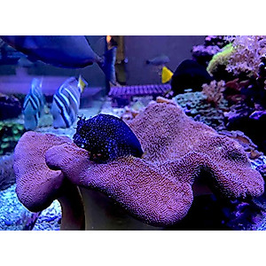 Seachem Reef Trace Elements 500ml