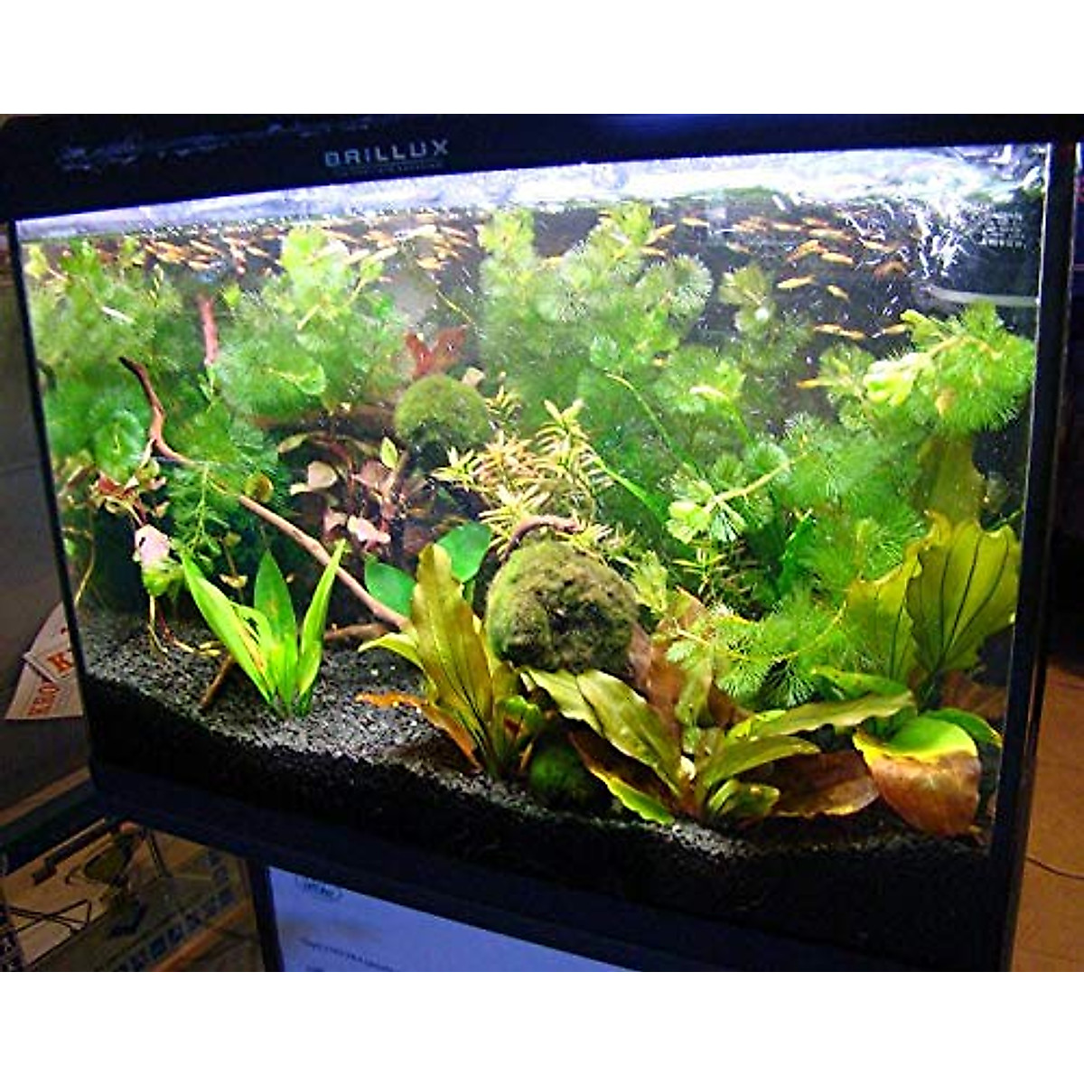 Java Fern – Mature, Healthy, Super Easy Live Aquarium Plant 5-6 in. Great for Betta Guppy Cherry Shrimp! by Aquatic Discounts. BUY2GET1FREE!