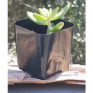 WH Garden Supply Pack of 2 Inch Plastic Flower Pots for Seedlings, or Succulents (100 Pots, Black)