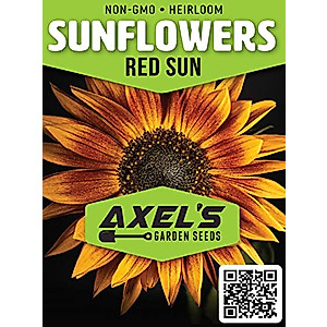 Sunflower Seeds for Planting - Grow Unique Sun Flowers in Your Garden - 25 Non GMO Heirloom Seeds - Full Planting Instructions for Easy to Grow Red Sun Sunflowers - Great Gardening Gifts (1 Packet)