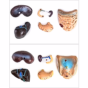 QWORK Human Body Anatomical Torso Doll, 15 Pcs 10-1/4" Detachable Removable Parts, Skeleton, Internal Organs, Visceral, Brain, with Detailed Instructions Manual