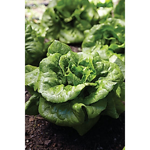 Burpee Buttercrunch Lettuce Seeds 500 seeds