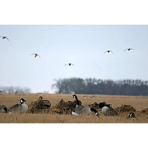 Flambeau Outdoors 8990FBU Storm Front 2 Canada Goose Decoys, Full Body Flocked Heads - 6-Pack