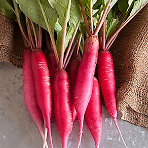 Radish Sprouting Seed - Red Arrow Variety - 1 Lb Seed Pouch - Heirloom Radish Sprouts - Non-GMO Sprouting and Microgreens