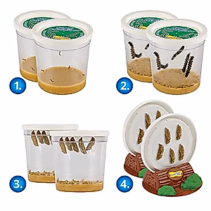 Insect Lore Butterfly Pavilion: Pavilion Habitat and Two Live Cups of Caterpillars with STEM Butterfly Journal – Life Science & STEM Education – Butterfly Kit