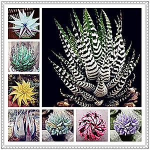 Dichondra Fresh 120 Pcs Aloe Vera Plant Seed for Planting White Green