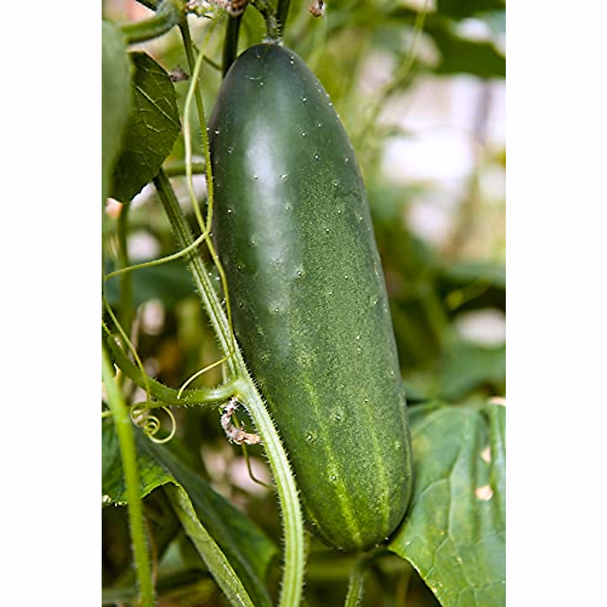 "Straight Eight" Cucumber Seeds for Planting, 150+ Heirloom Seeds Per Packet, (Isla's Garden Seeds), Non GMO Seeds, Botanical Name: Cucumis Sativis, 90% Germination Rate
