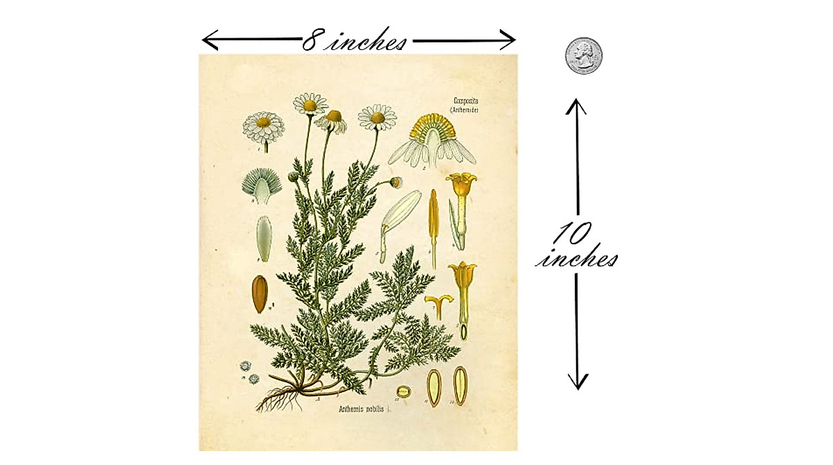 Vintage Botanical Prints - Woodland Plants & Mushrooms Wall Art Set of 6