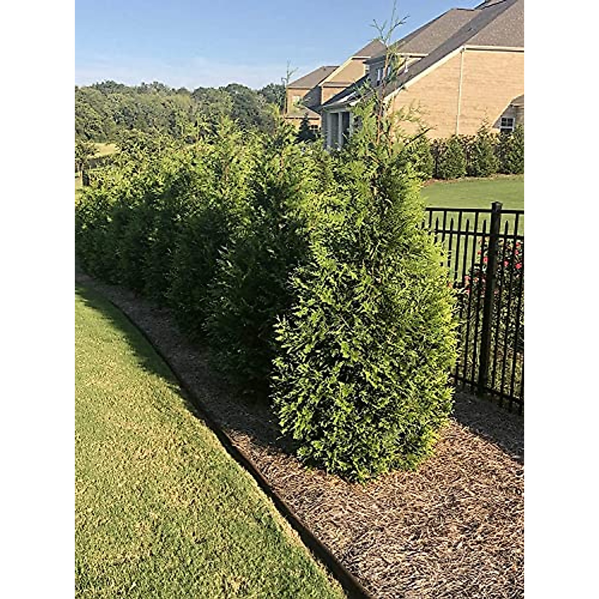 Green Giant Arborvitae | 3 Large 3 Gallon Trees | Thuja Plicata | Live Evergreen Privacy Screening Plants