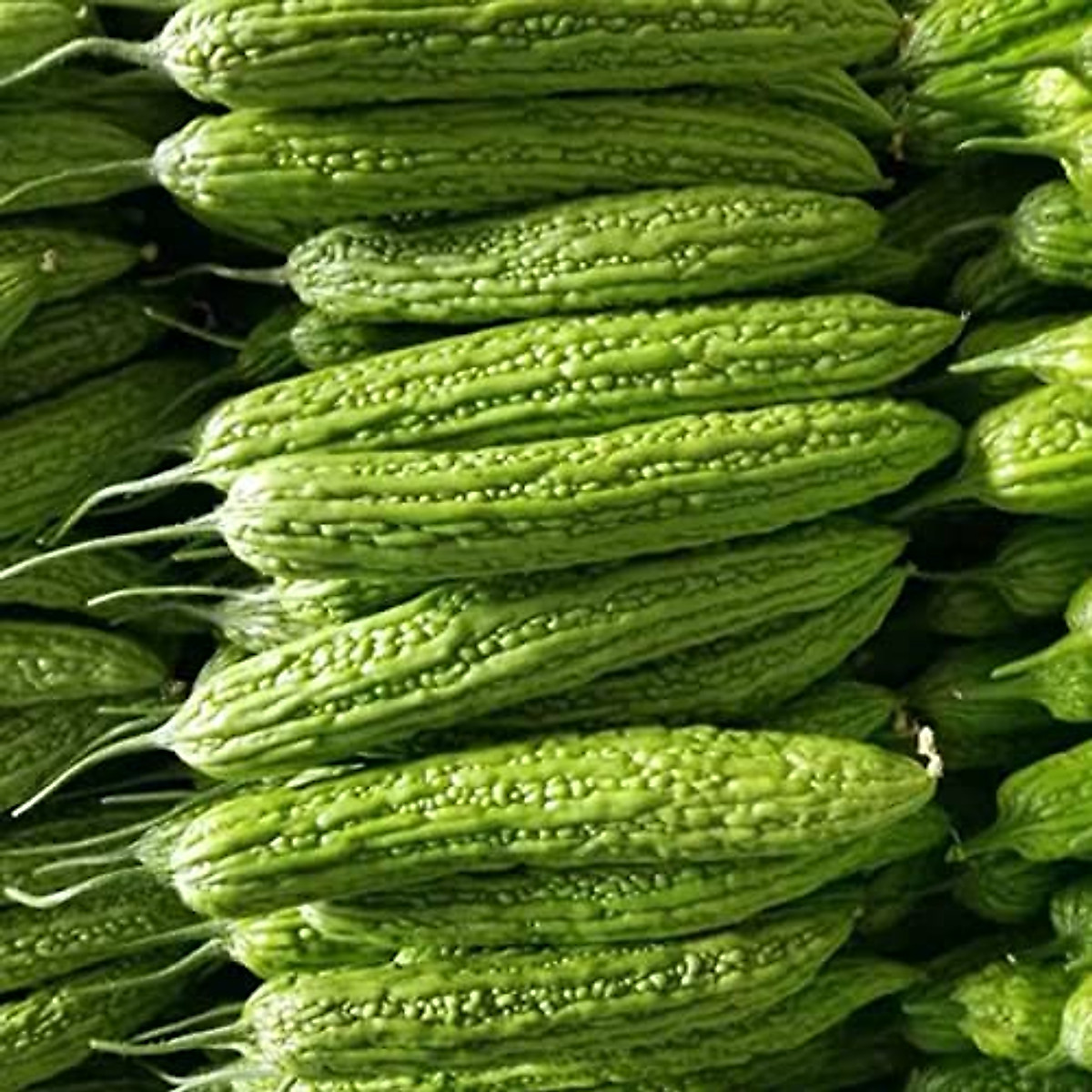 50 Pcs Non-GMO Bitter Gourd Seeds Bitter Melon Seeds Bitter Squash Seeds Balsam Pear