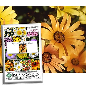 African Daisy Flake Flower Seeds, 1500+ Seeds Per Packet, (Isla's Garden Seeds), 85% Germination Rate, Non GMO & Heirloom Seeds, Scientific Name: Dimorphotheca sinuata