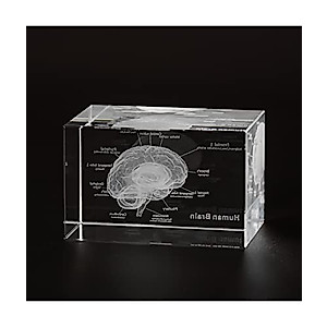 Ultrassist 3D Human Brain Crystal Model, Laser Etched Anatomical Model for Home and Office Decoration, Neurology Gifts
