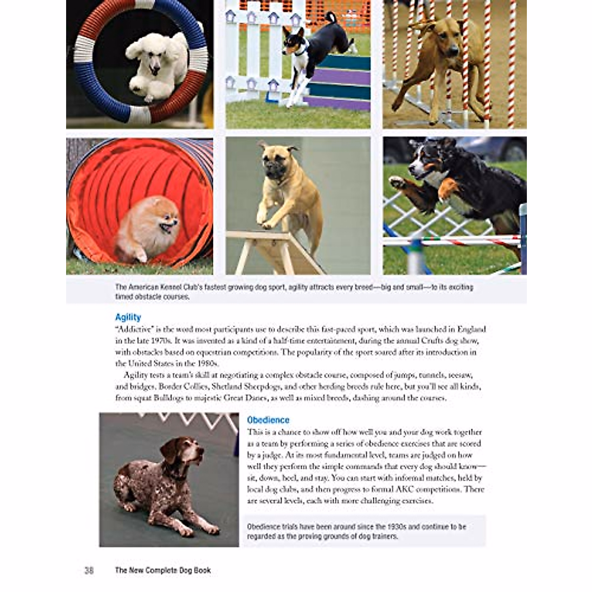 The New Complete Dog Book, 22nd Edition: Official Breed Standards and Profiles for Over 200 Breeds (CompanionHouse Books) American Kennel Club's Bible of Dogs: 920 Pages, 7 Variety Groups, 800 Photos