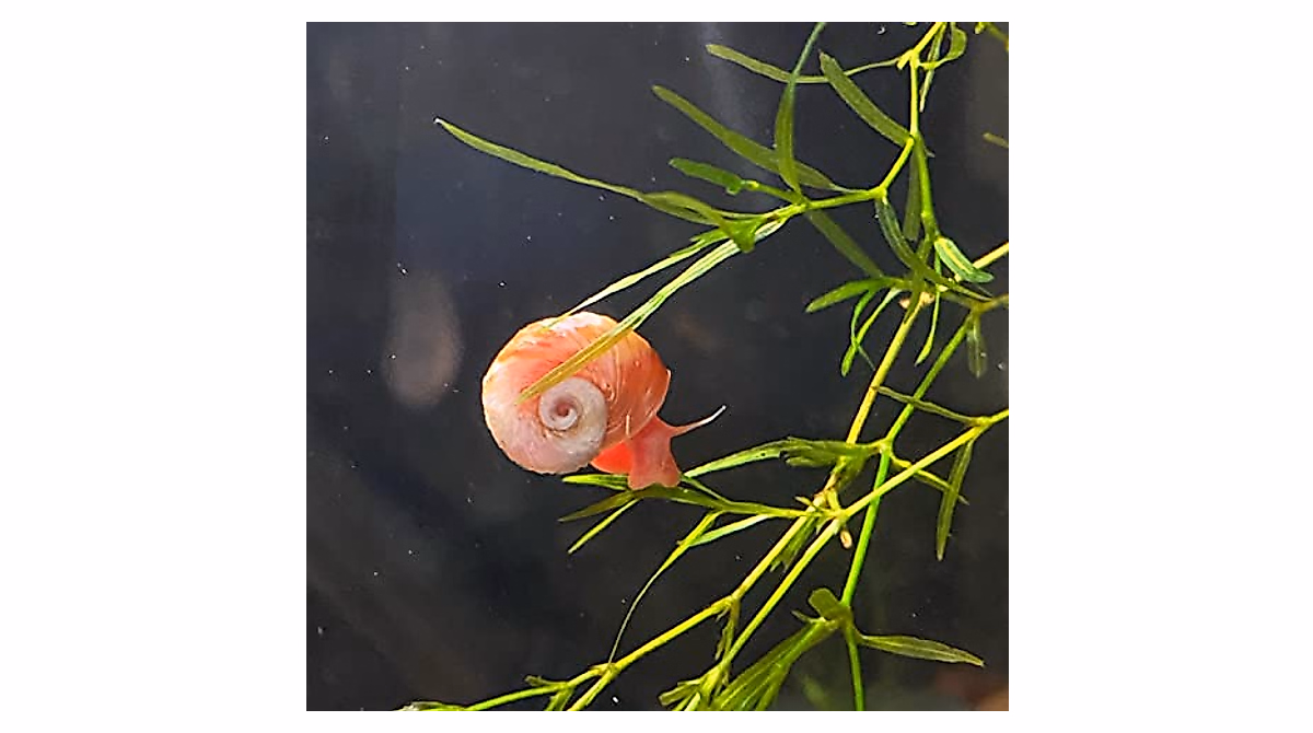 All RED/Pink Ramshorn Snails - 10+ Extras for Ponds and Freshwater ...