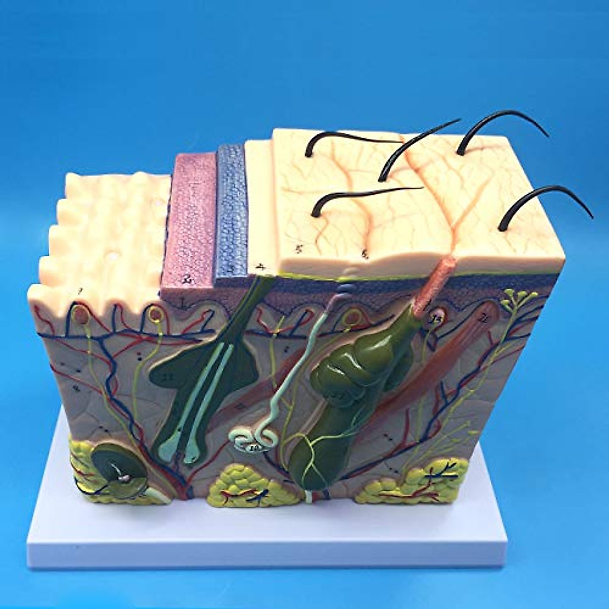 Learning Resources 70X Enlarged Human Skin Anatomical Model, Anatomically Accurate Skin Anatomy Model for Science Classroom Study Display Teaching Model